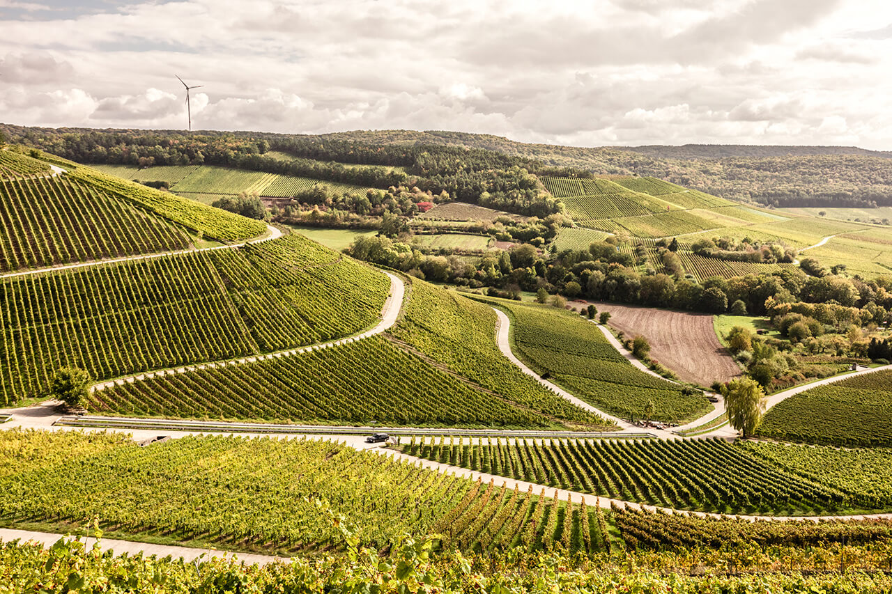 Silvaner